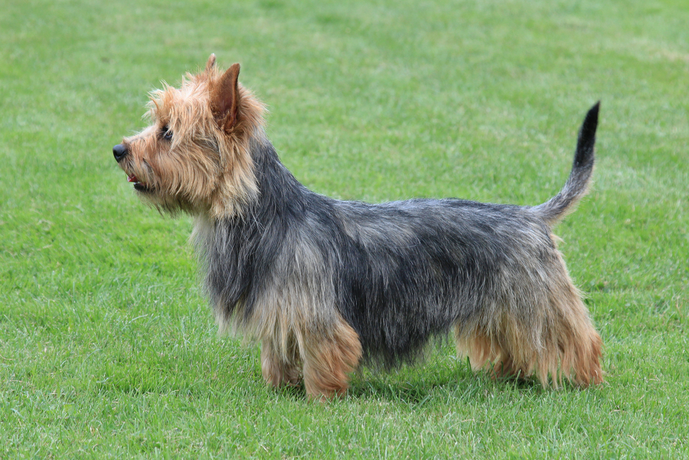 Australian Silky Terrier | Dogs