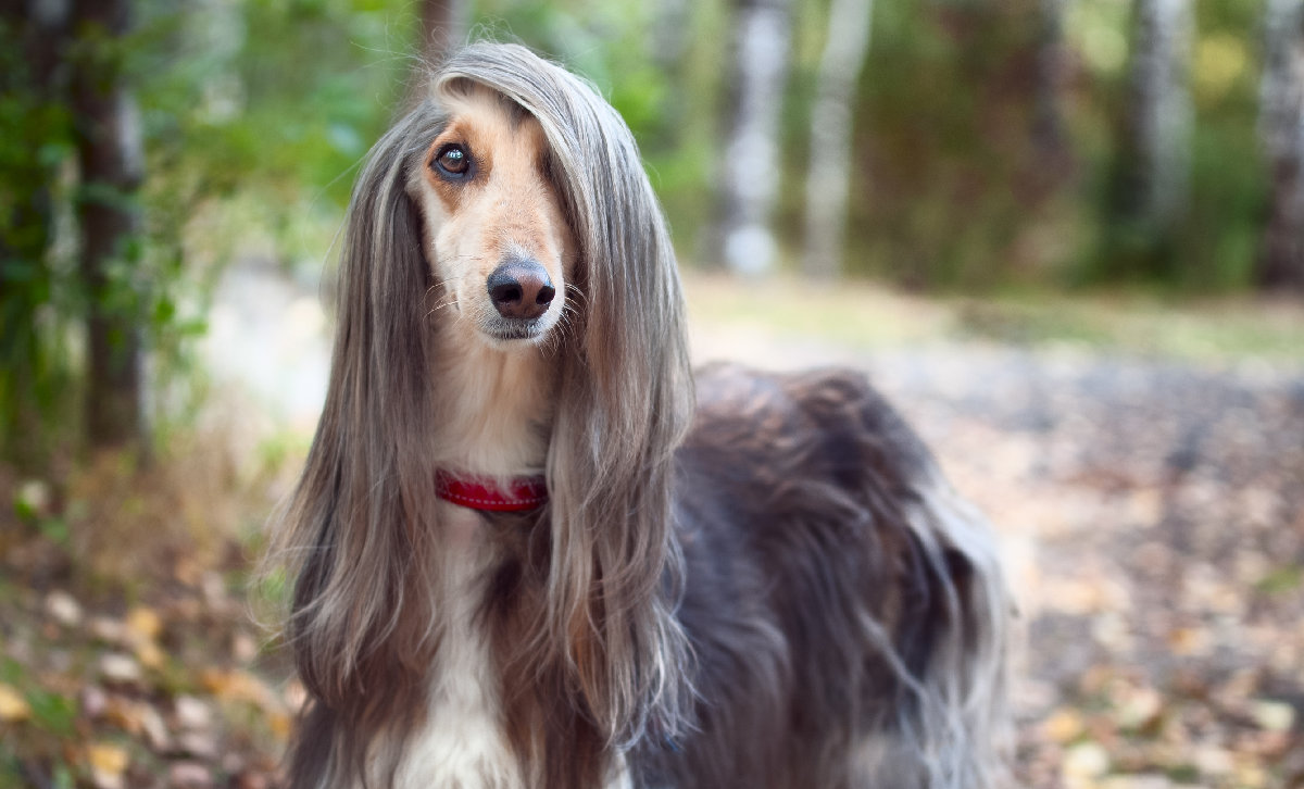 The Afghan Hound – The Tall Pooch With Great Hair | Dogs