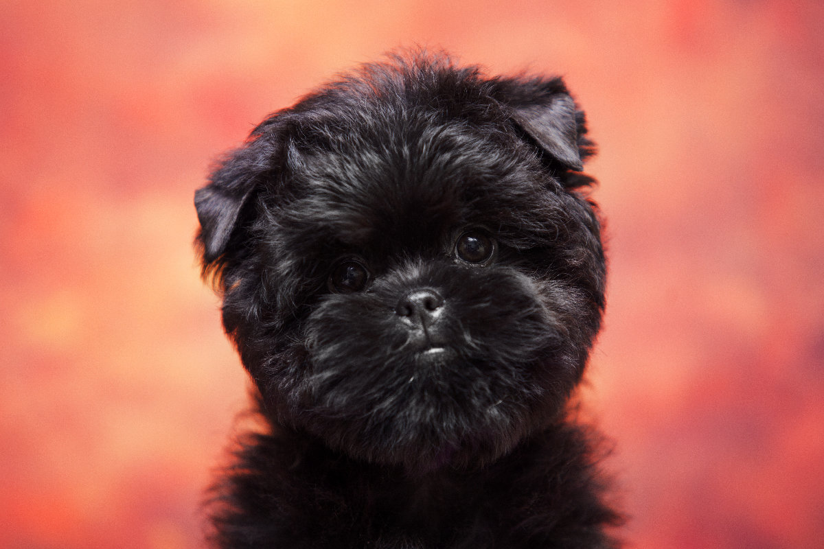 Affenpinscher – The Ewok Dog – Dogs