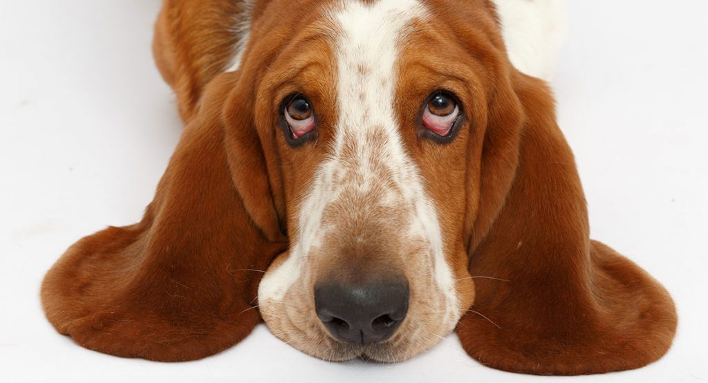 Basset Hound – The Original With The Sad Eyes | Dogs