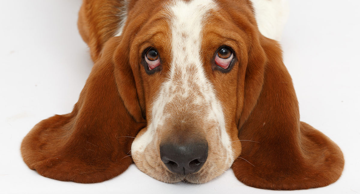 Basset Hound – The Original With The Sad Eyes | Dogs