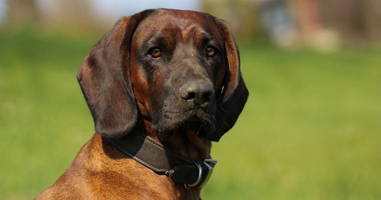 Bavarian Mountain Hound - A Bold German Hinterlander | Dogs