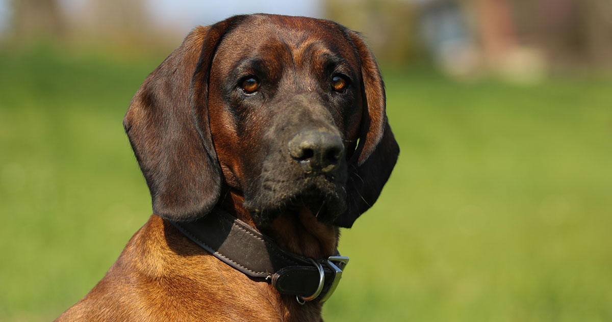 Bavarian Mountain Hound - A Bold German Hinterlander | Dogs