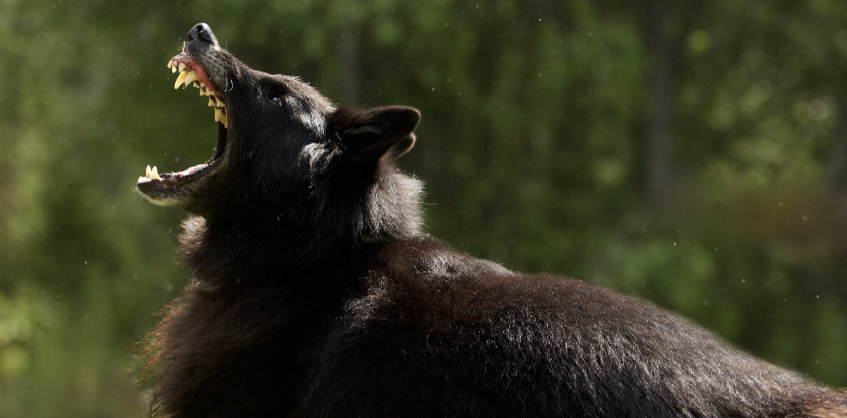 Are Belgian Sheepdog Aggressive