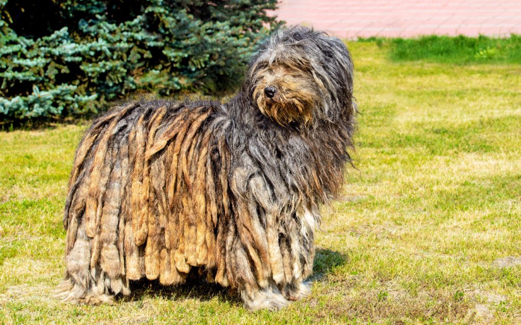 Bergamasco – The Dreadlocked Italian Sheepdog | Dogs