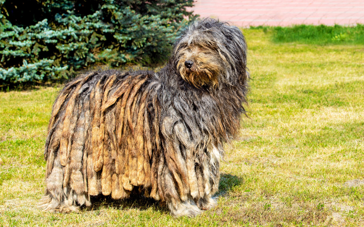Bergamasco – The Dreadlocked Italian Sheepdog | Dogs