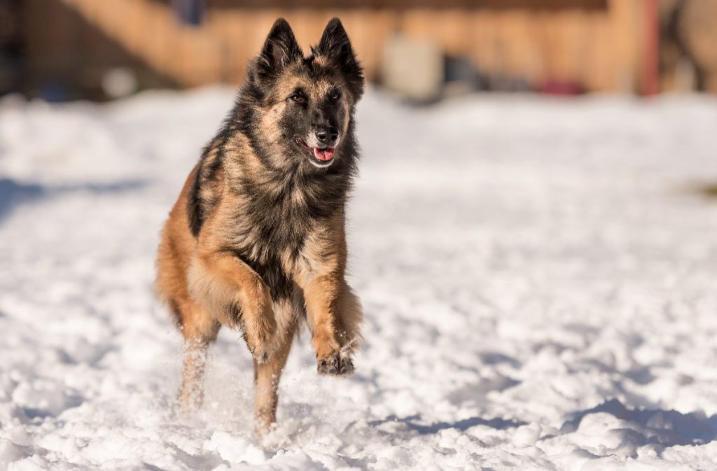 Belgian Shepherd Dog (Tervueren) – The Wolf One | Dogs