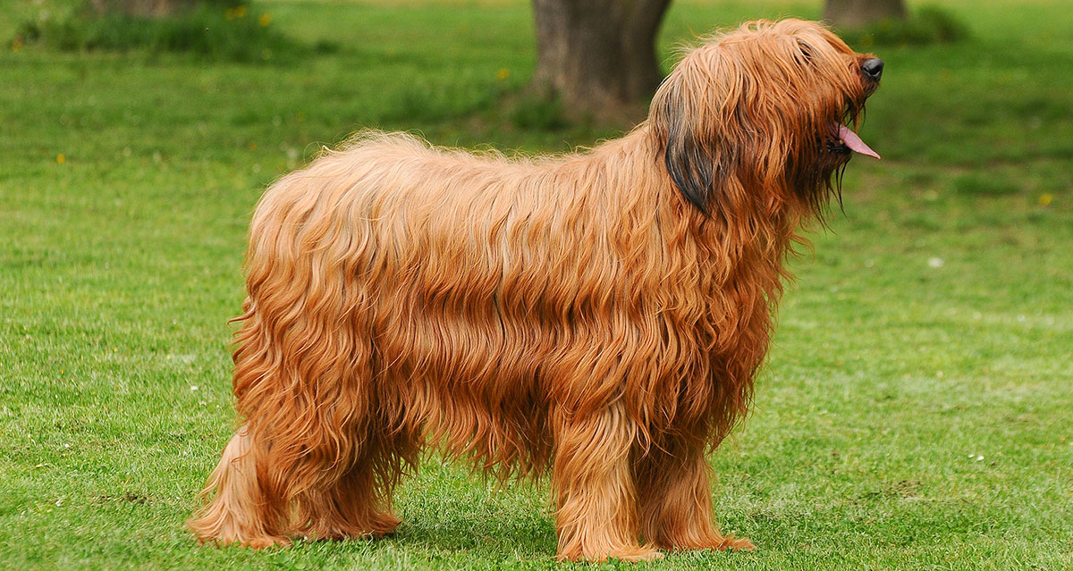 Briard or Berger de Brie - The Big Hairy Herding Dog