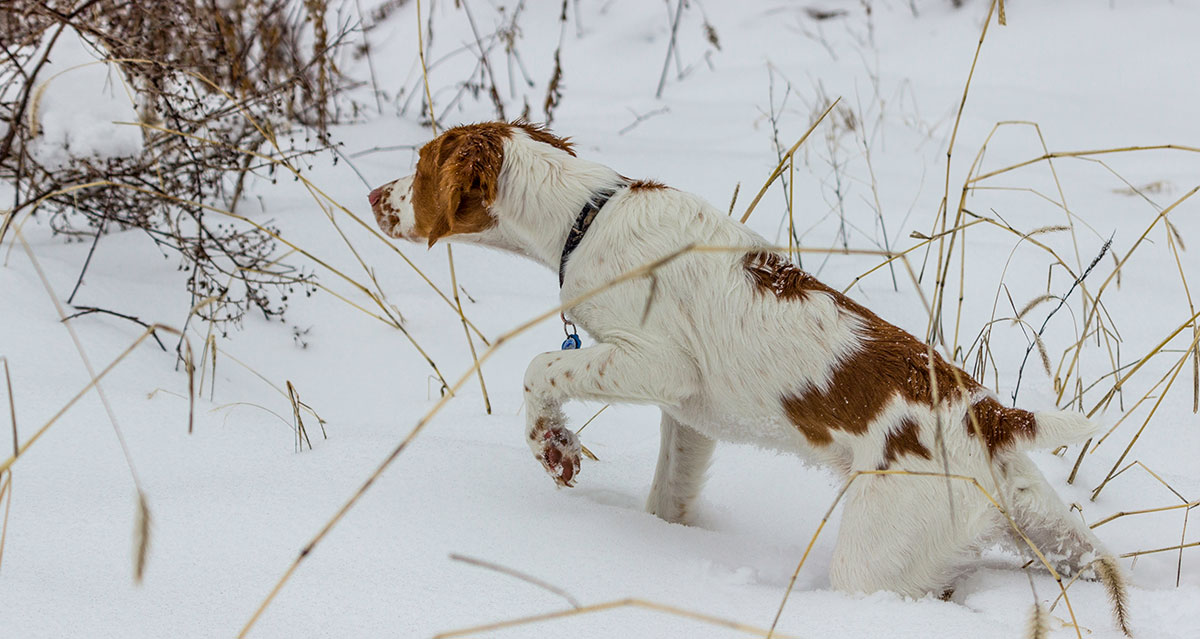 Brittany – The Historied French Gundog Breed – Dogs