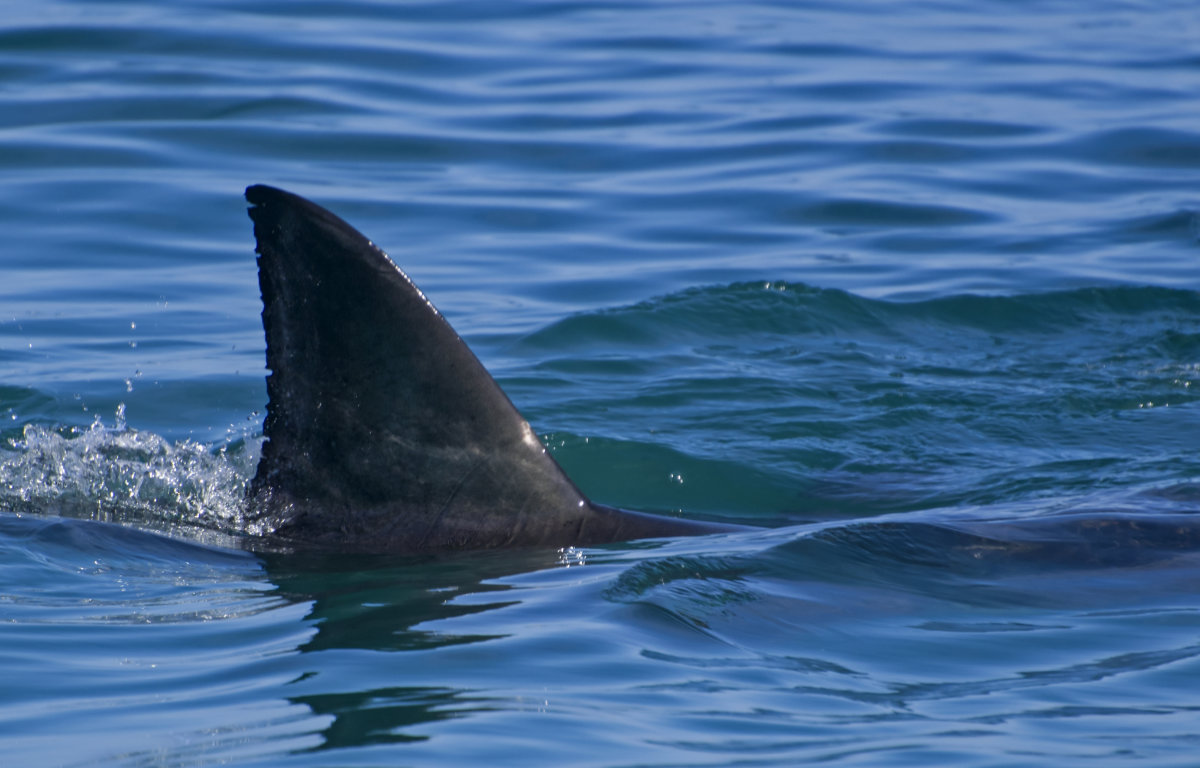 Fintastic Friday – Help Save Sharks – Education