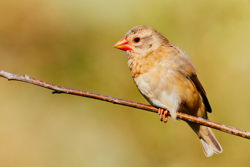 The world's commonest bird - Red-Billed Quelea | Education