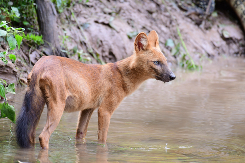 The,Dhole,,Asiatic,Wild,Dog,In,The,Wild,Nature,At – Education