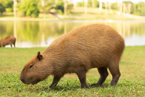 The World’s Five Largest Rodents – Education