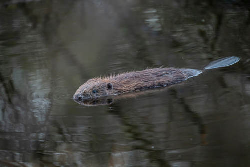 The World’s Five Largest Rodents – Education