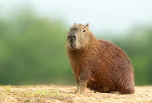 The World’s Five Largest Rodents – Education