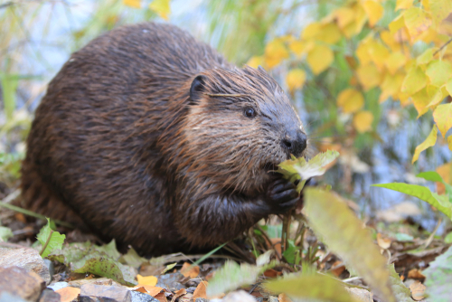 The World’s Five Largest Rodents – Education