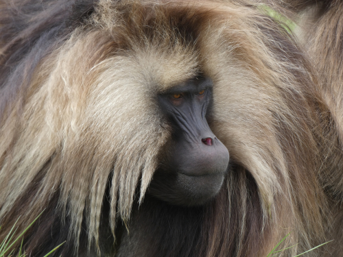 Five of the World’s Most Spectacular Monkeys – Education