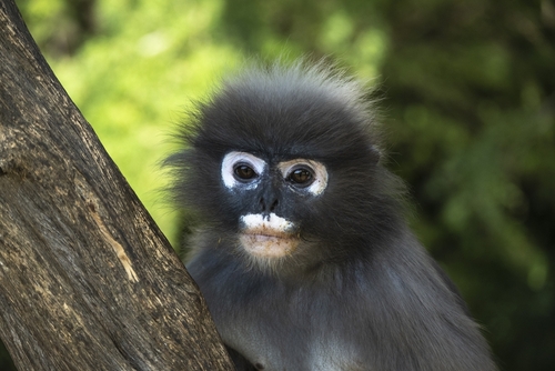 Five of the World’s Most Spectacular Monkeys – Education