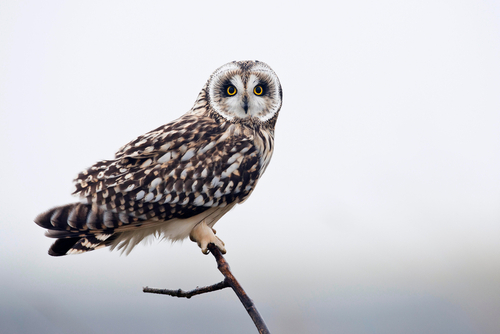 The UK’s Five Species of Owl – Education