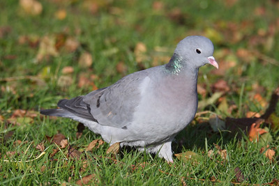 The UK’s Five Wild Doves and Pigeons – Education