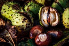 Britain’s Lost Traditions: Conkers – Education