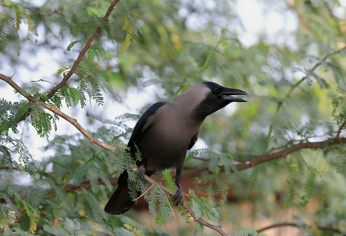 Bird Watching In India Five Common Birds Species To See.