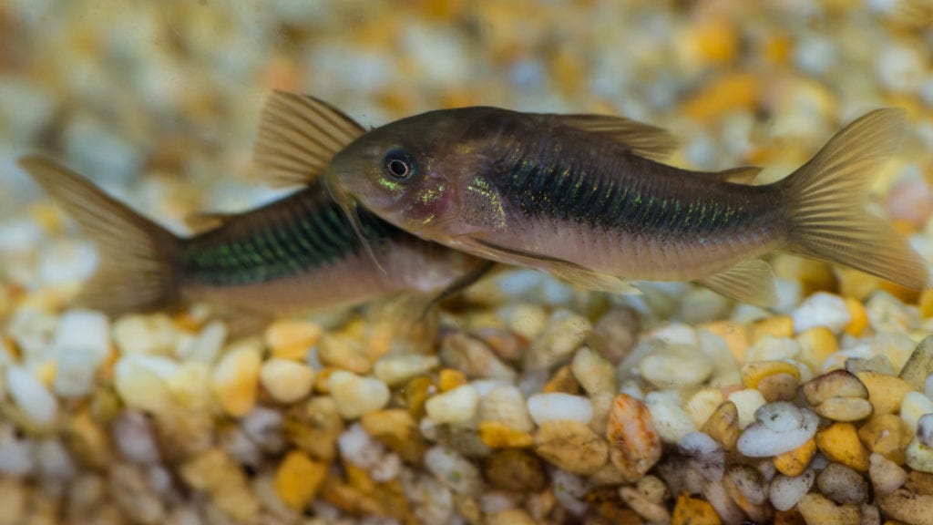 Bronze Coridoras Catfish – Pets