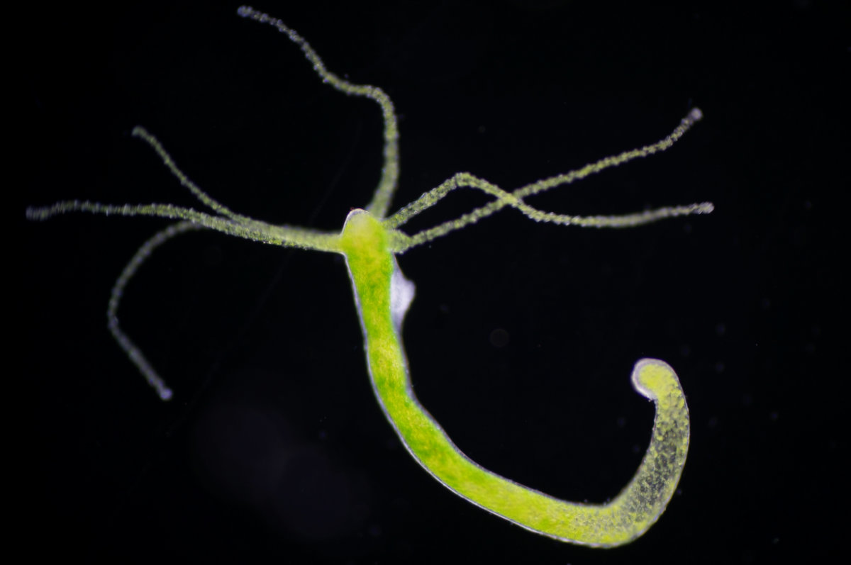 Freshwater Hydra – Pets