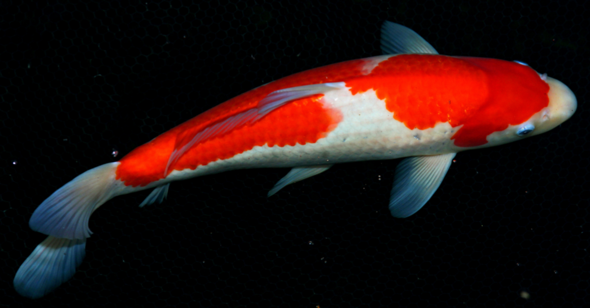 A Brief History Of Fishkeeping – Pets
