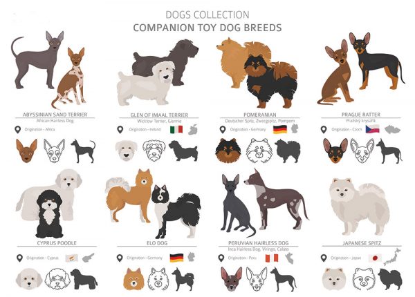 Dog breeds of the American Kennel Club: Toy Group – Pets